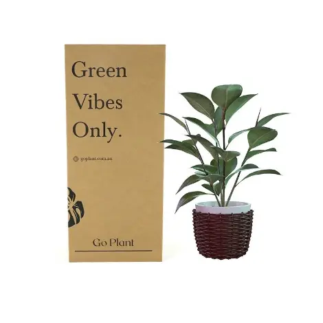 Plant Packaging